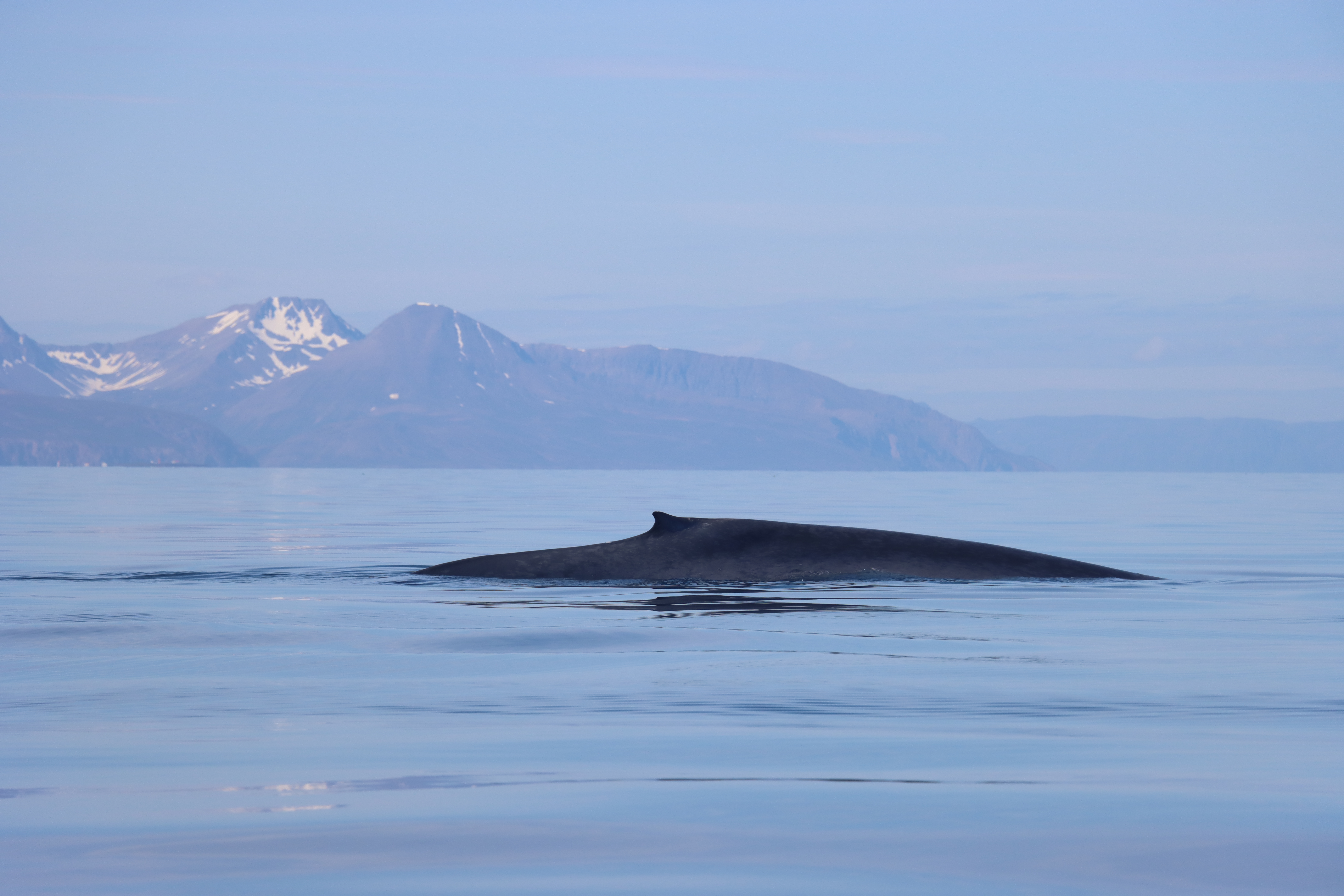 THE HYBRID! BLUE/FIN WHALE | Gentle Giants Whale Watching Husavik Iceland