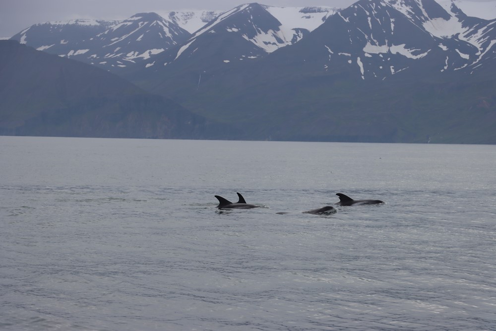 THE WHITE BEAKED DOLPHIN LEAP | Gentle Giants Whale Watching Husavik ...