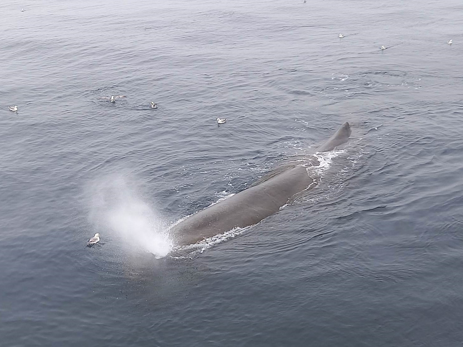Sperm Whale | Gentle Giants Whale Watching Husavik Iceland