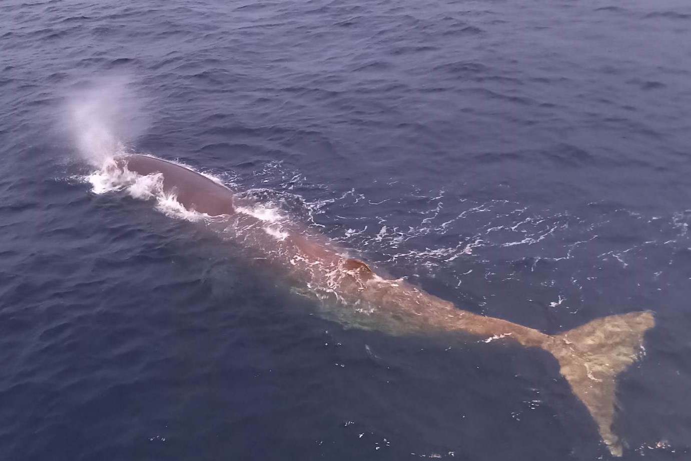 Sperm Whale | Gentle Giants Whale Watching Husavik Iceland