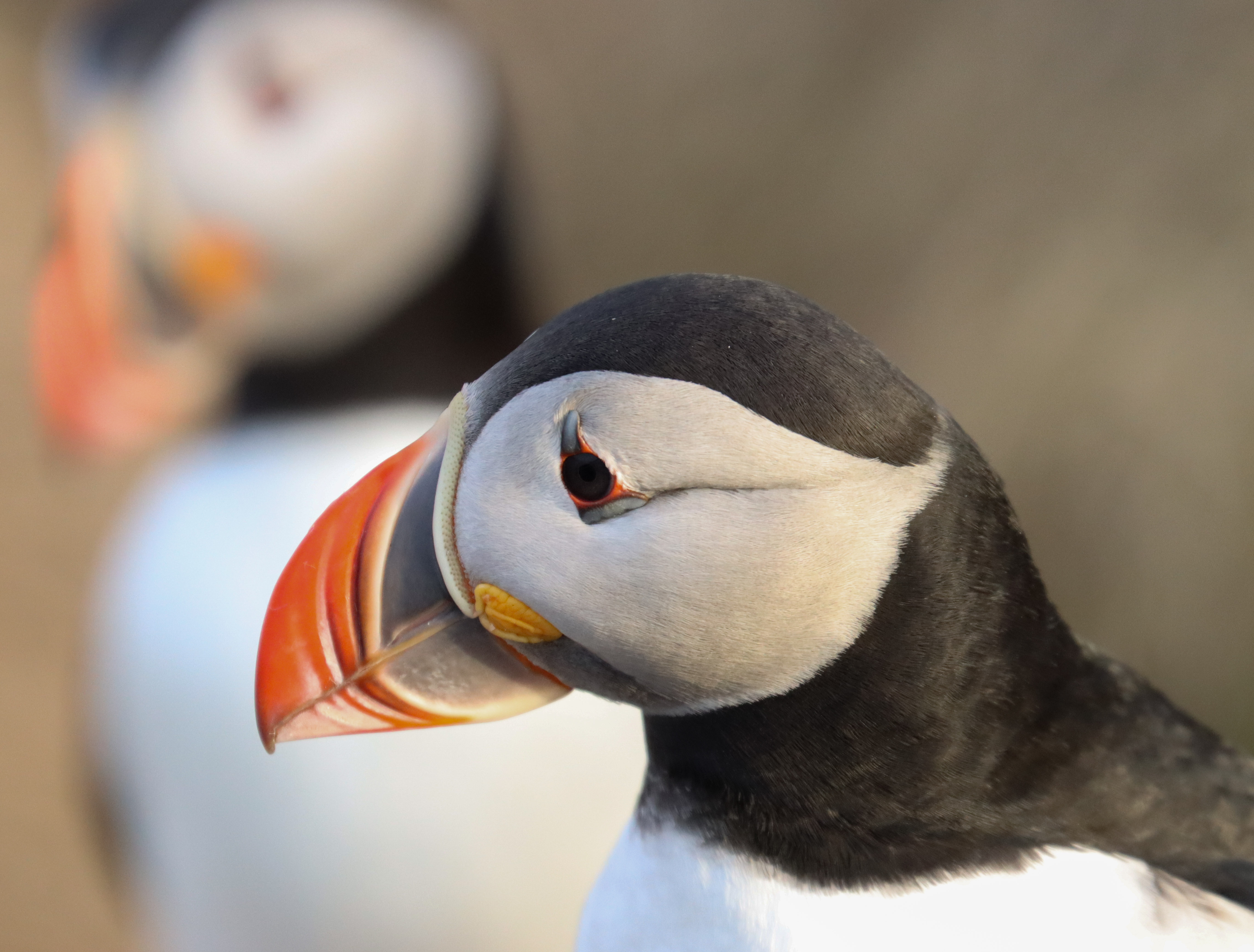 PUFFINS, HERE WE COME! | Gentle Giants Whale Watching Husavik Iceland
