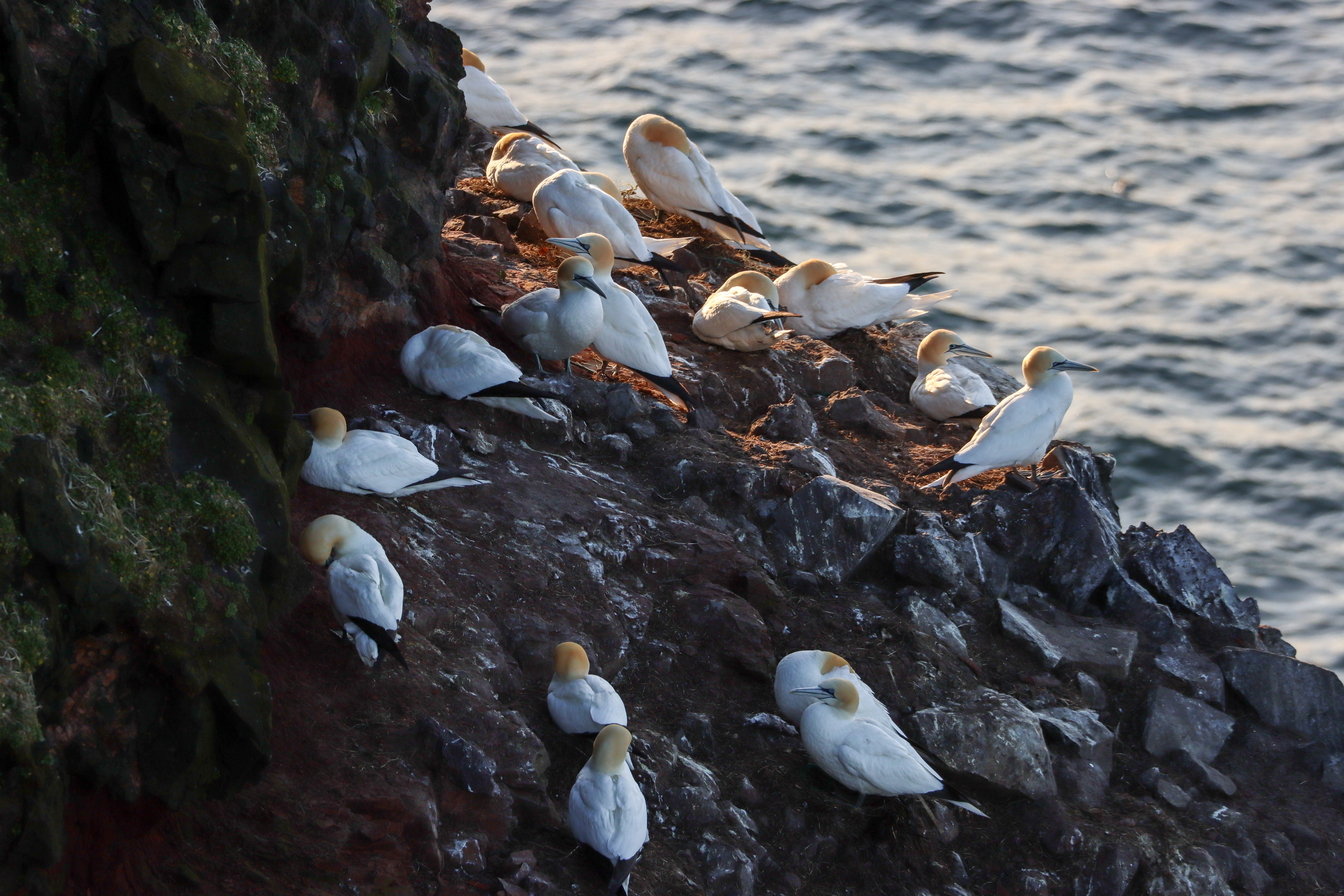 THE FASCINATING WORLD OF BIRD NESTS | Gentle Giants Whale Watching ...
