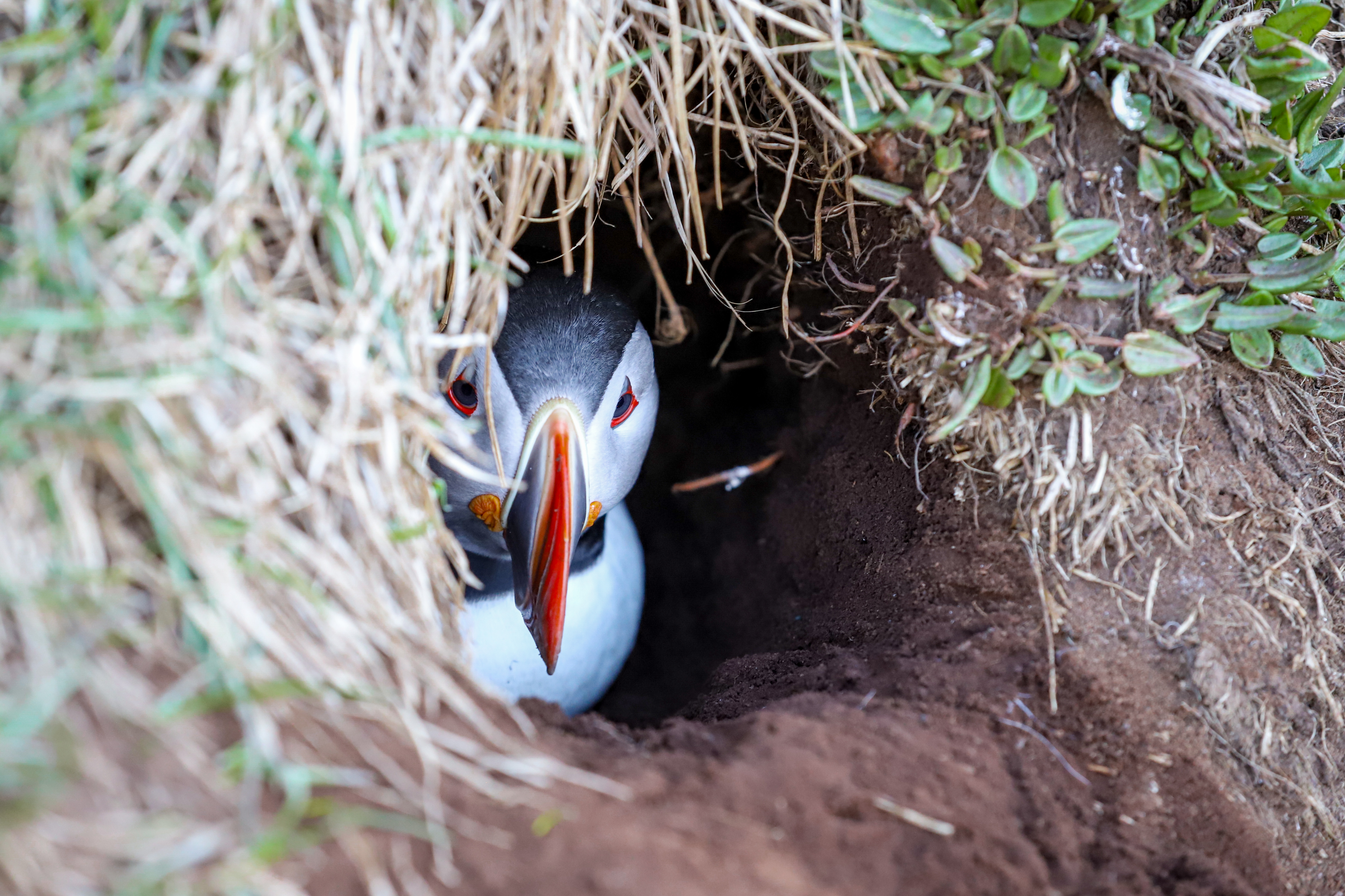 THE FASCINATING WORLD OF BIRD NESTS | Gentle Giants Whale Watching ...