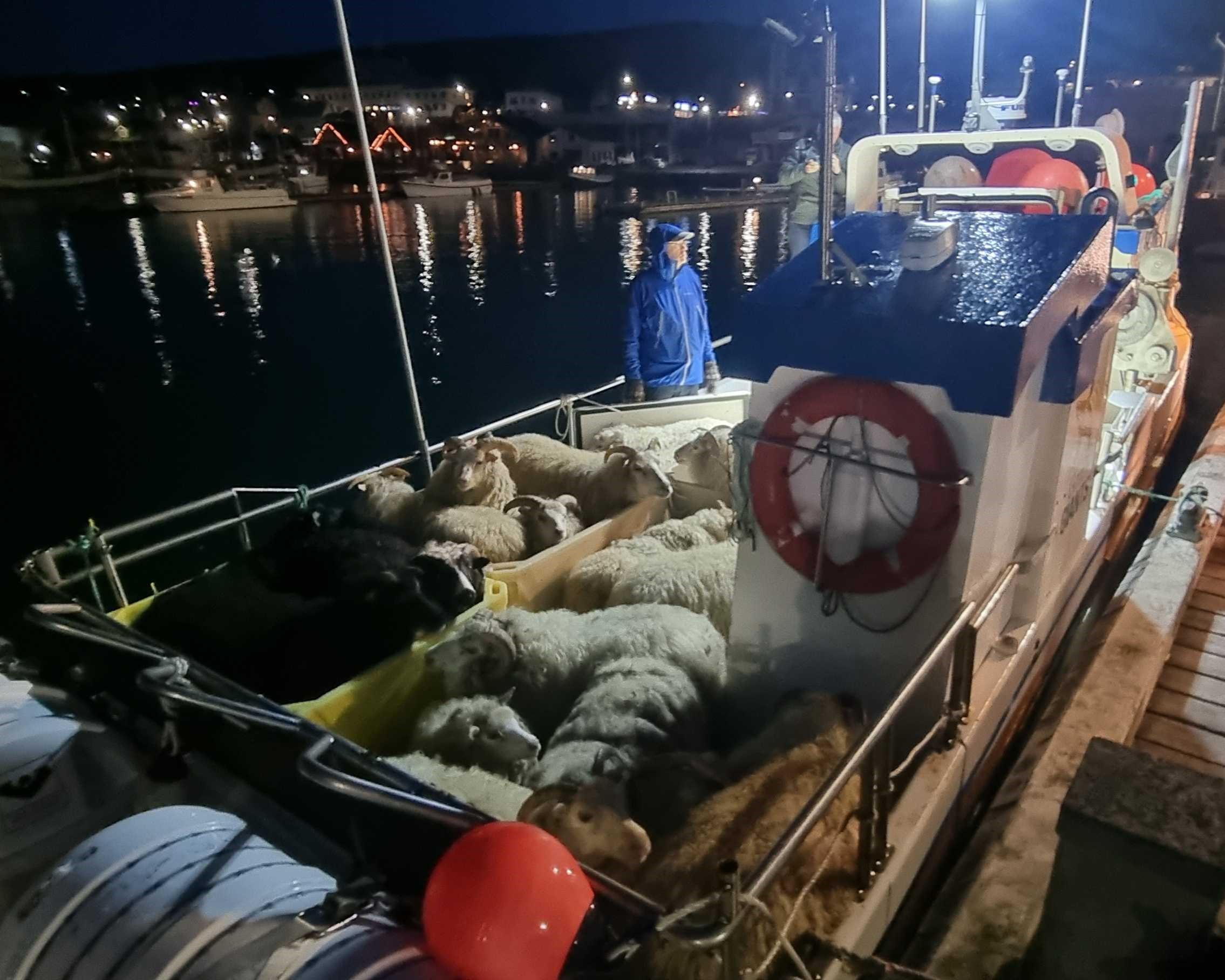 WOOLLY SAILORS - SHEEP ADVENTURES ONBOARD AÞENA | Gentle Giants Whale ...