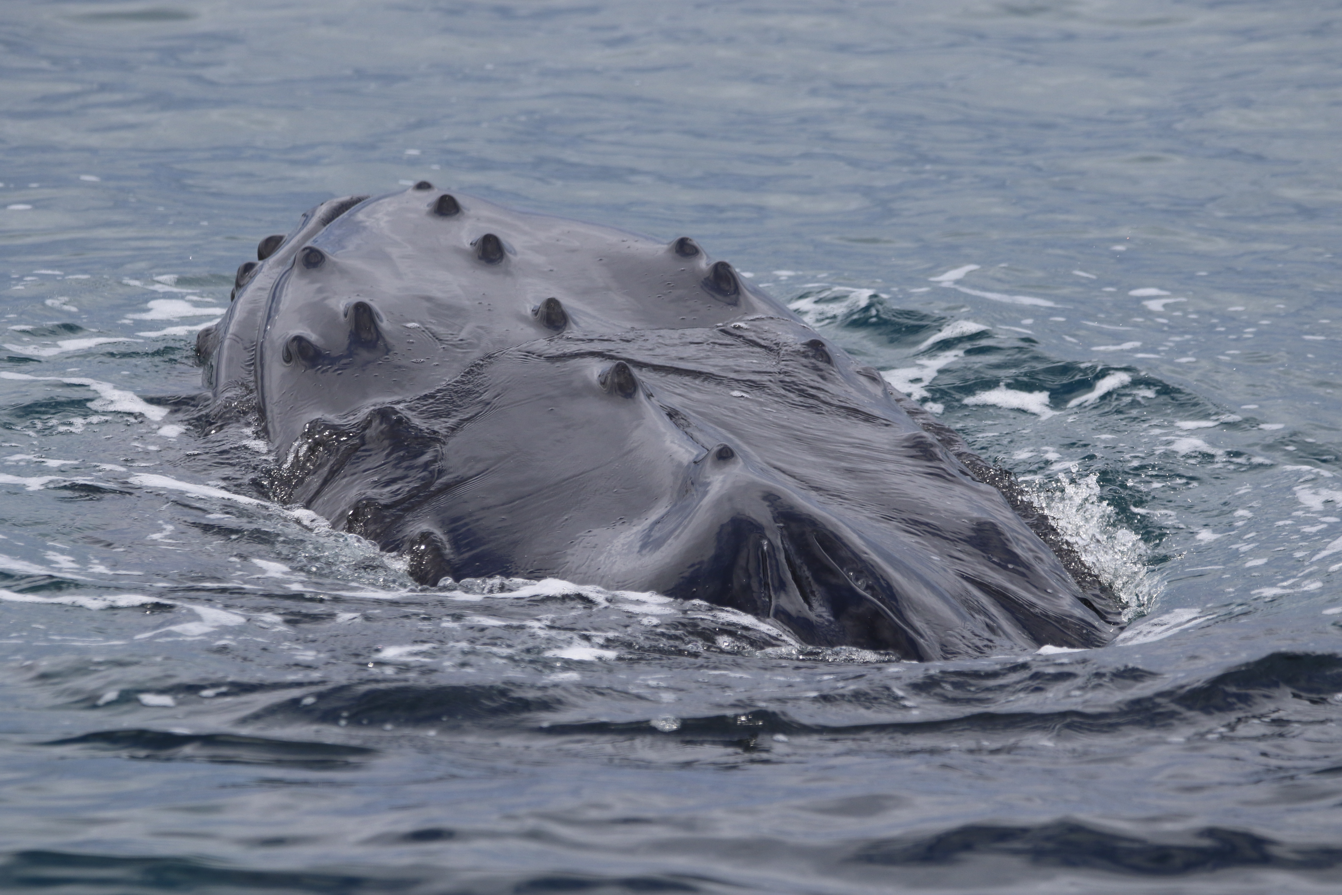 THE HIDDEN HAIRS OF THE HUMPBACK WHALE | Gentle Giants Whale Watching ...
