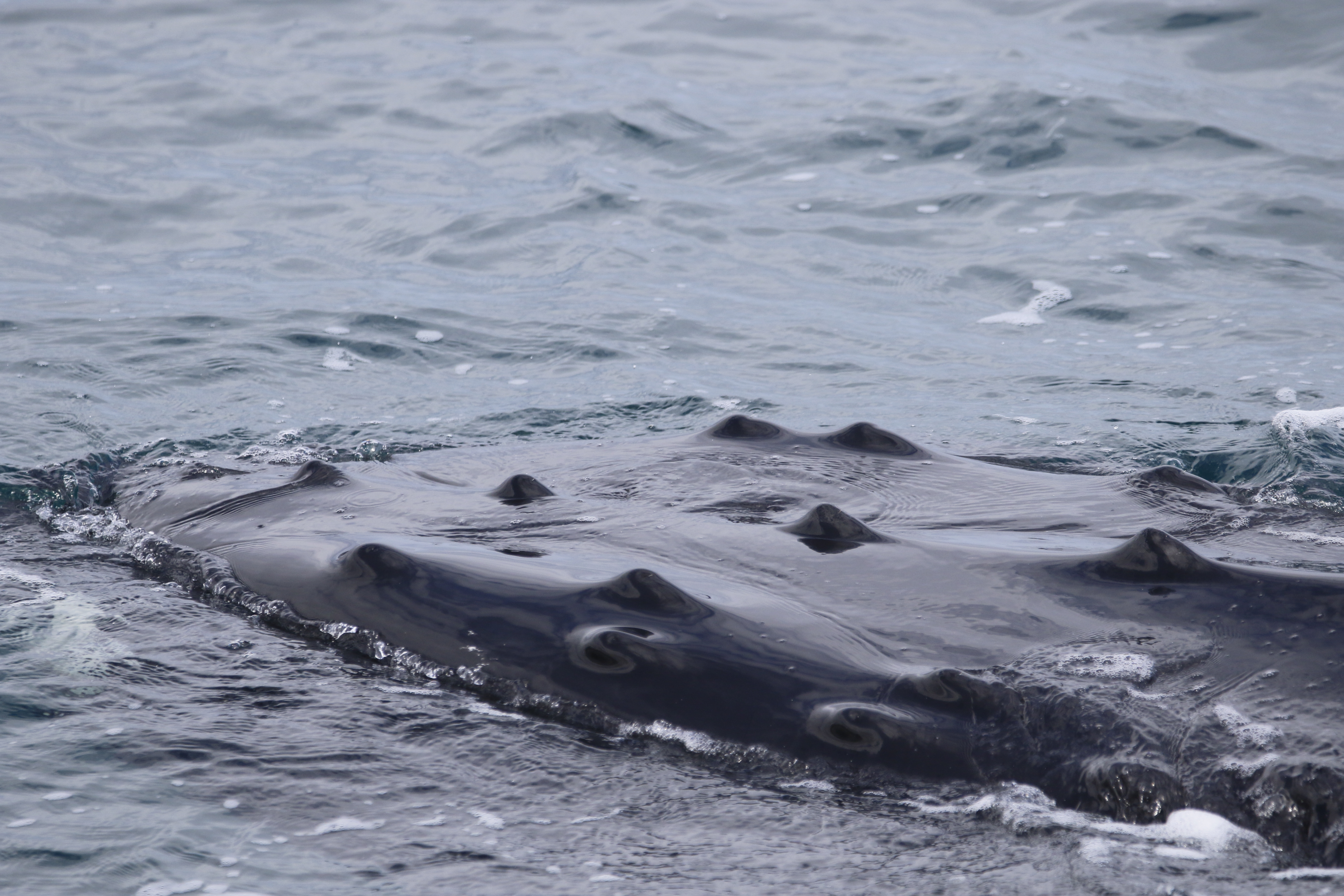THE HIDDEN HAIRS OF THE HUMPBACK WHALE | Gentle Giants Whale Watching ...