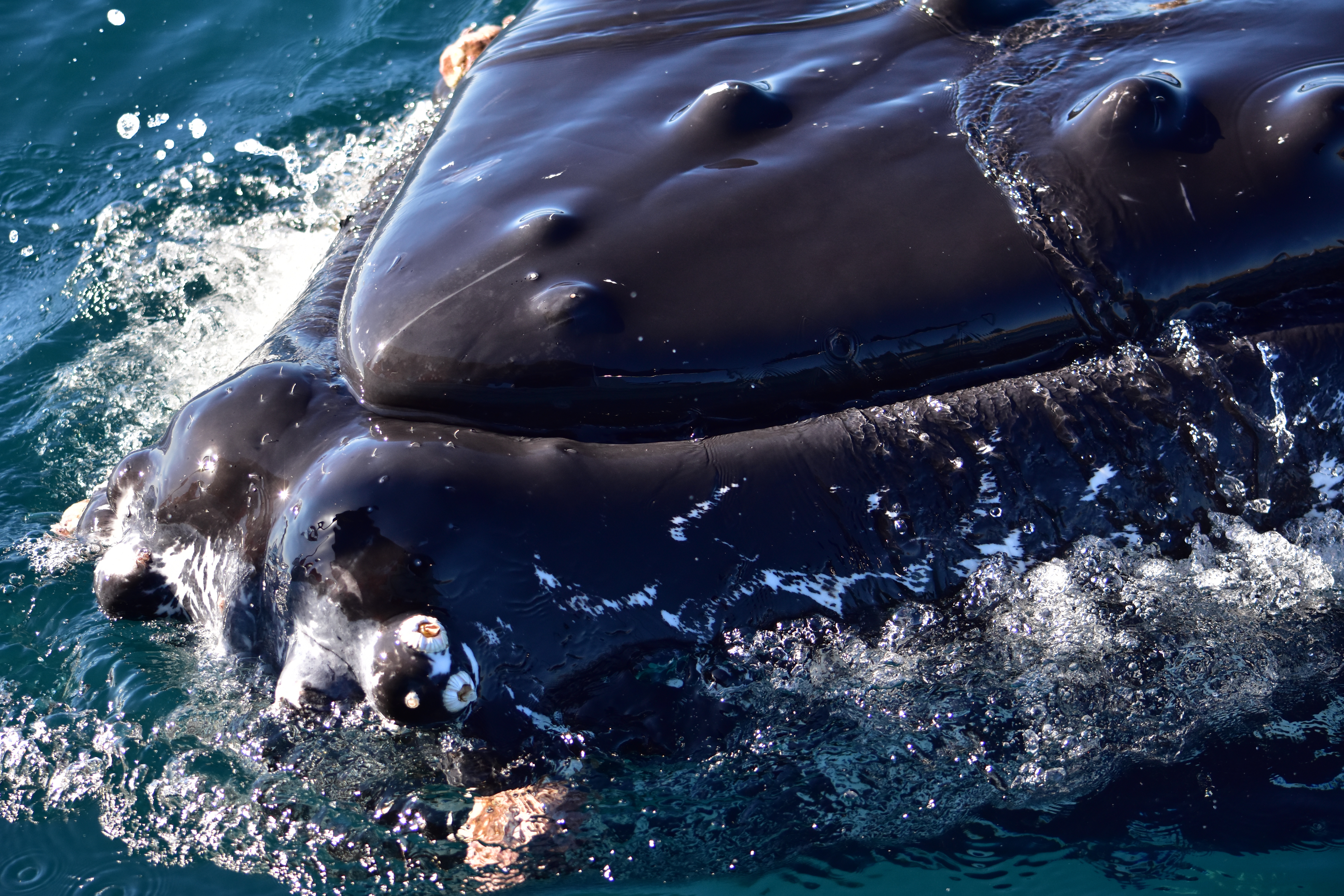 THE HIDDEN HAIRS OF THE HUMPBACK WHALE | Gentle Giants Whale Watching ...