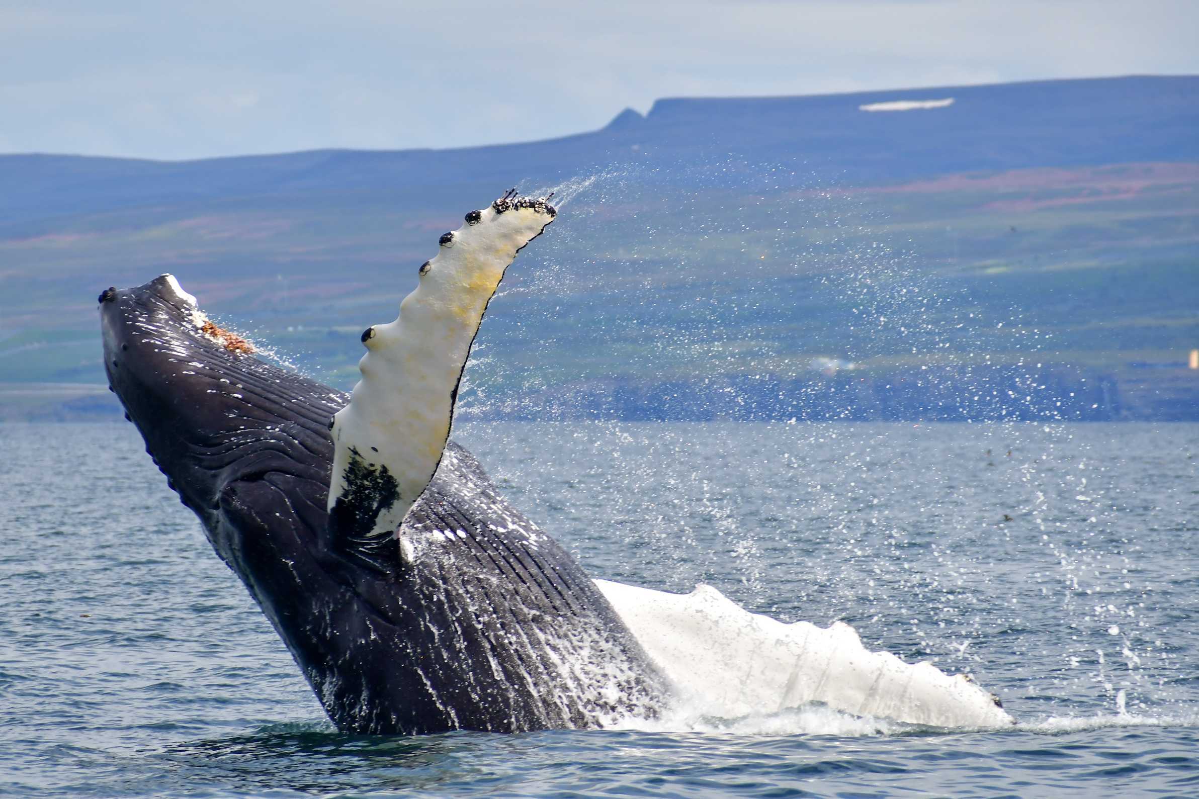 THE PECTORAL FINS OF A HUMPBACK WHALE: NATURE’S MARVELS OF MOVEMENT AND ...