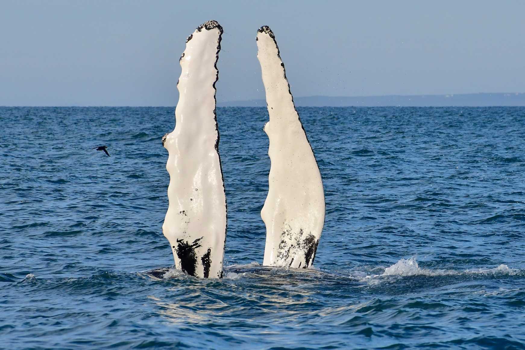 THE PECTORAL FINS OF A HUMPBACK WHALE: NATURE’S MARVELS OF MOVEMENT AND ...