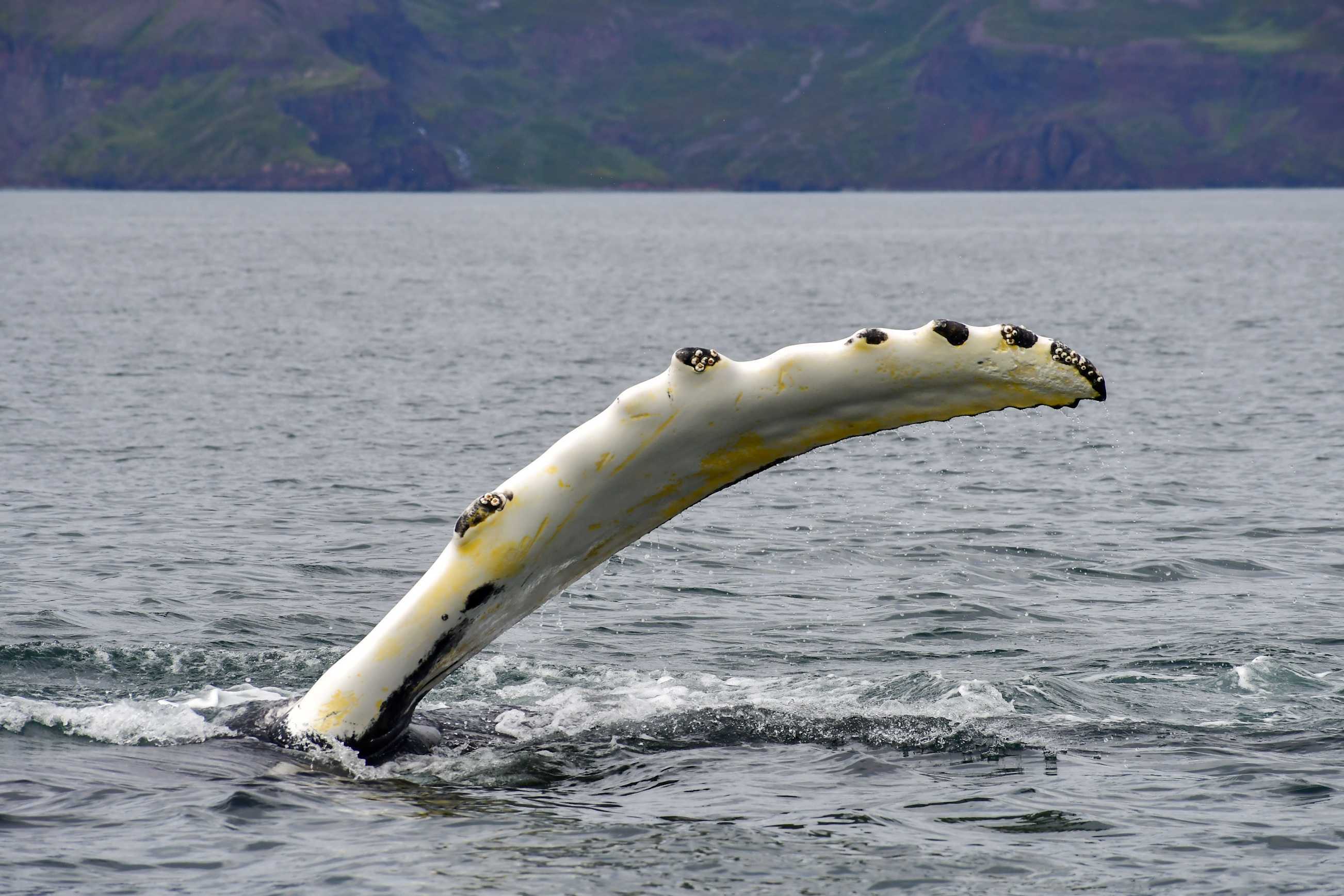 THE PECTORAL FINS OF A HUMPBACK WHALE: NATURE’S MARVELS OF MOVEMENT AND ...