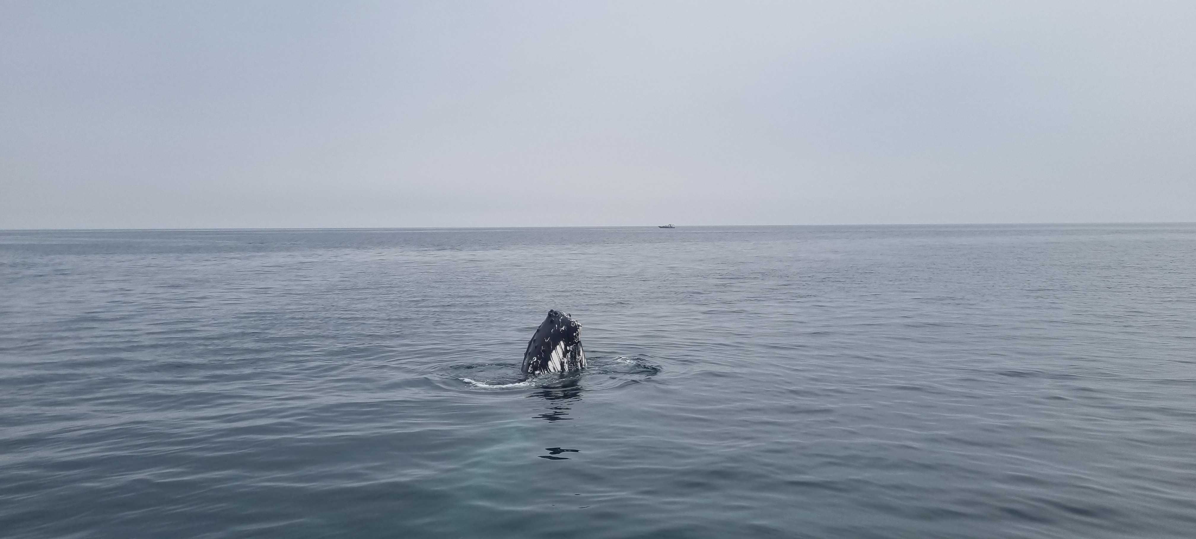 SPY HOPPING: WHEN WHALES WATCH US | Gentle Giants Whale Watching ...