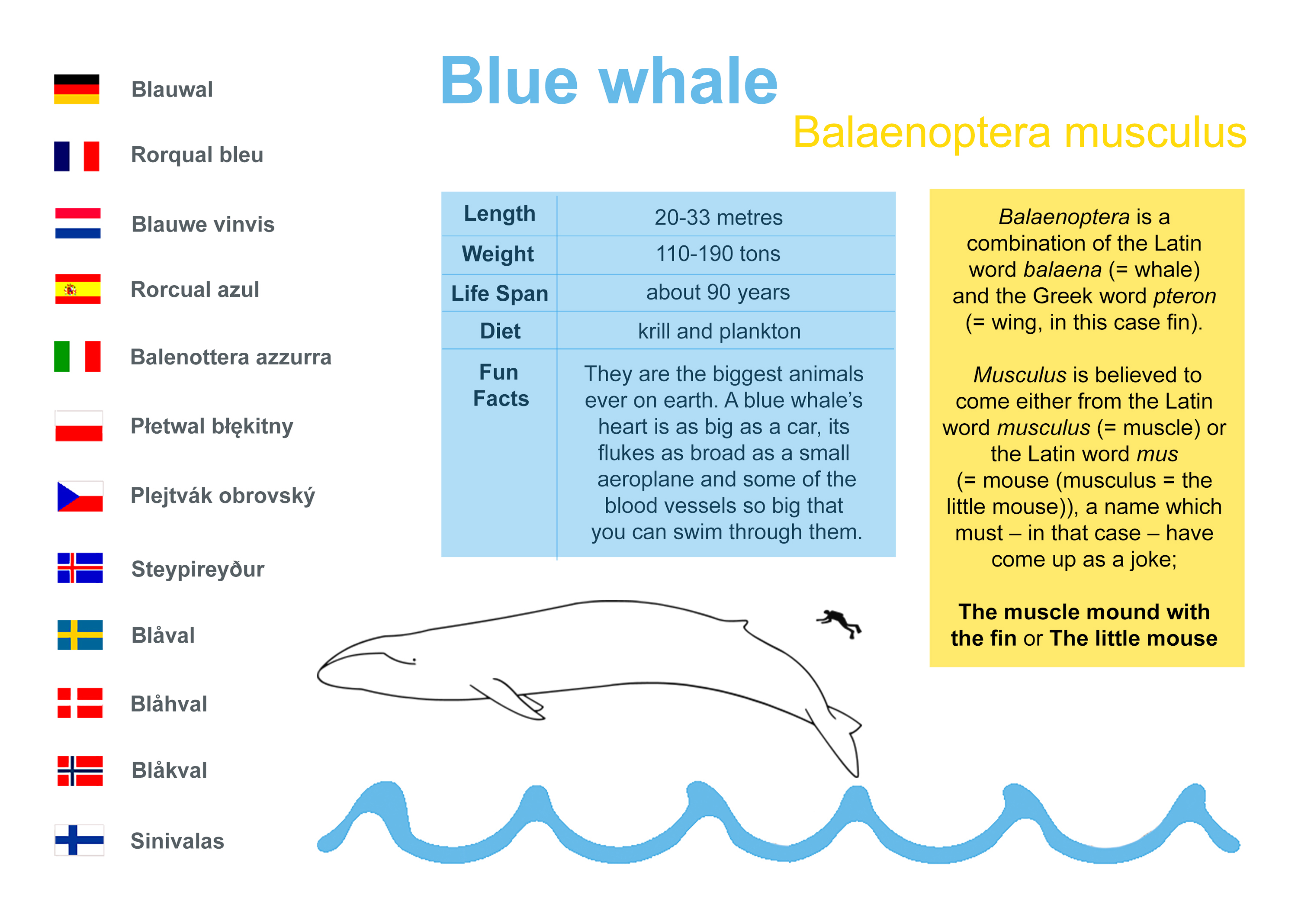 Blue Whale | Gentle Giants Whale Watching Husavik Iceland
