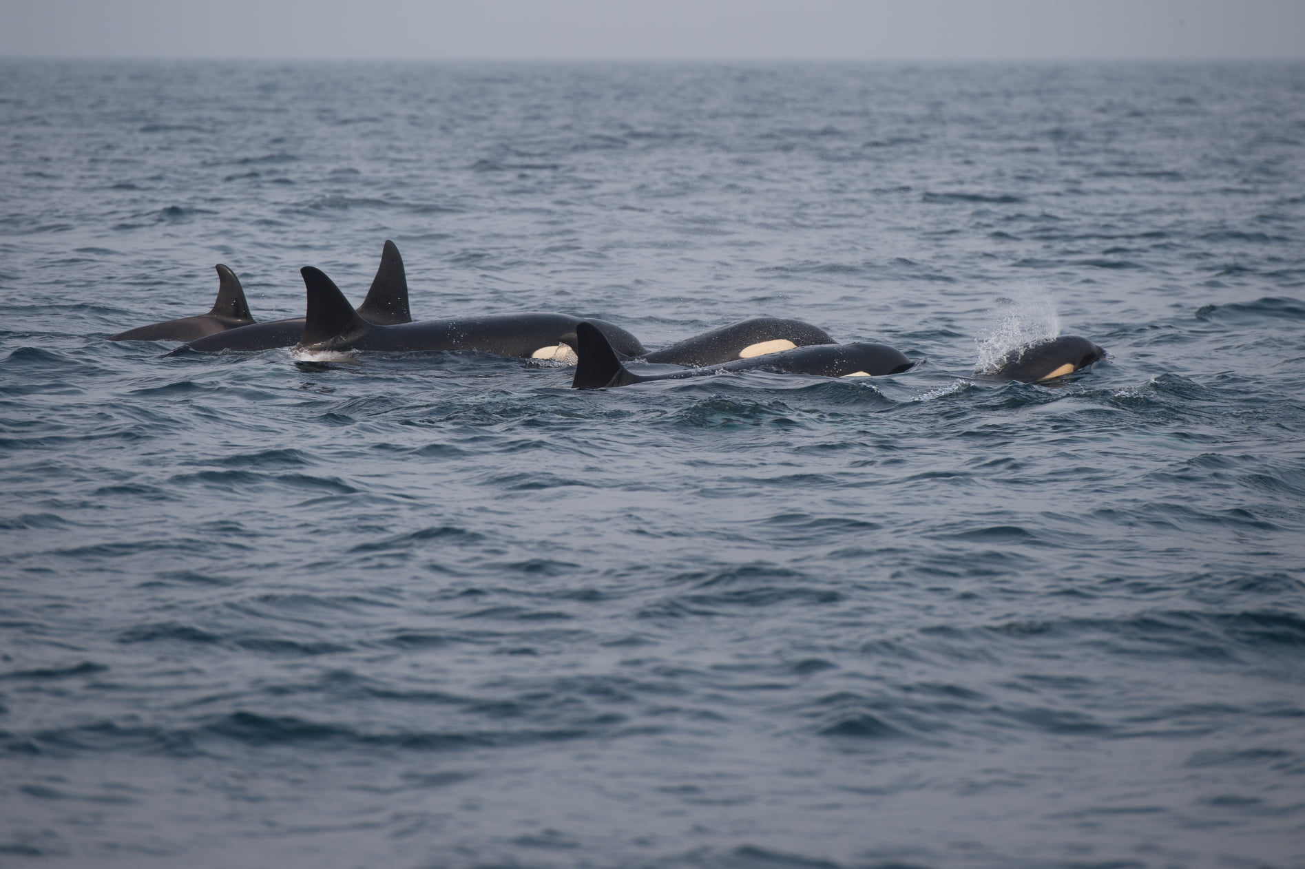 Orca | Gentle Giants Whale Watching Husavik Iceland